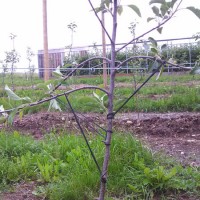 How to Train Your Tree