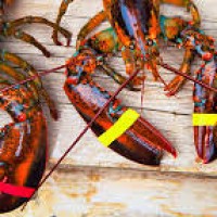 Rubber Bands for Lobsters?