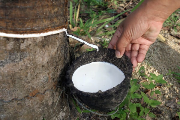 Facts: Rubber Tree Facts: Rubber Tree